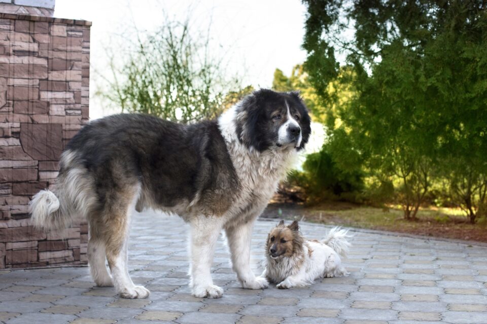 Everything You Need to Know About the Russian Prison Dog