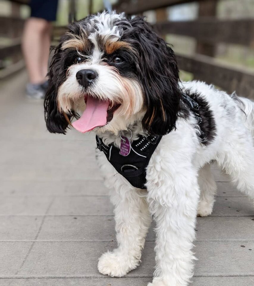 Cavoodle: 15 Things To Know About This Gorgeous Hybrid