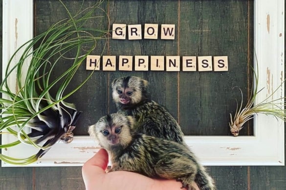 Buying a Pet Monkey: How Much Does a Baby Monkey Cost?