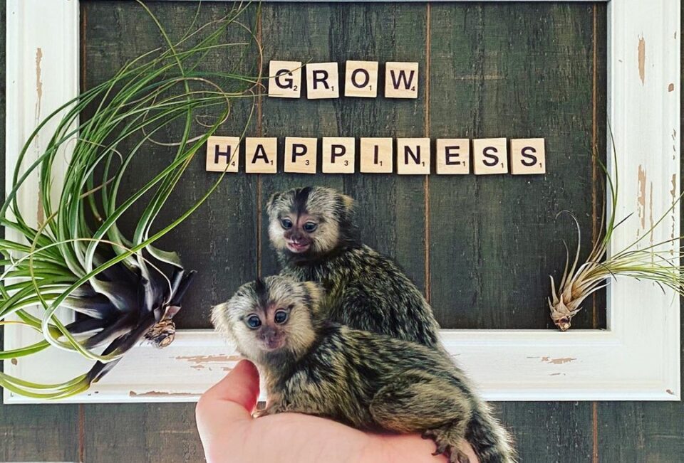 Finger Monkey: The Smallest Pet Monkey You Can Own