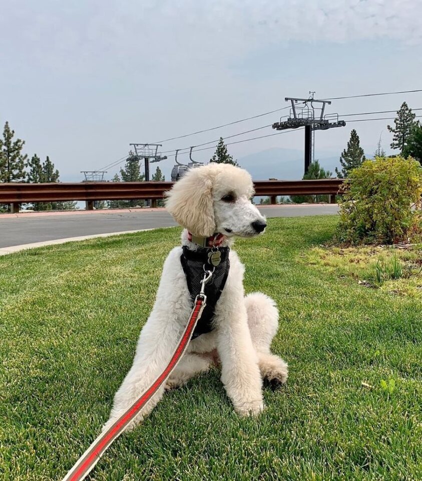 Moyen Poodle: What Makes This Medium Furball Stand Out?