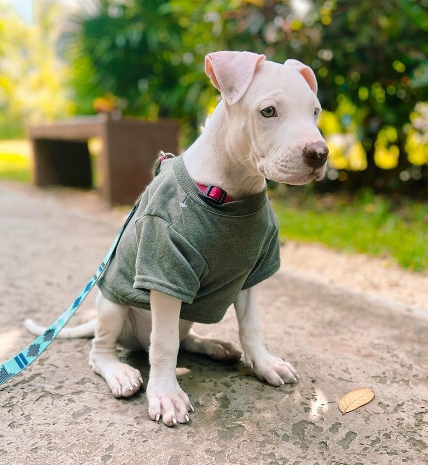 The Truth About the White Pitbull: An In-Depth Guide