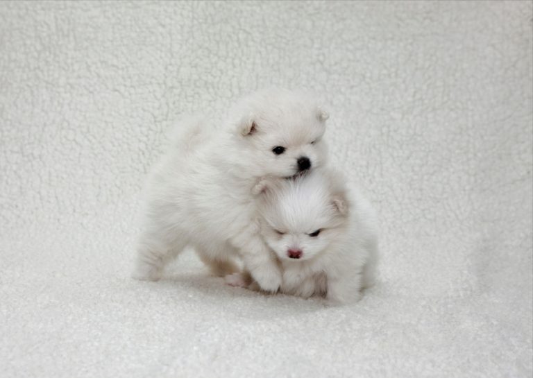 White Pomeranian: The Cutest Pomeranian Cotton Balls