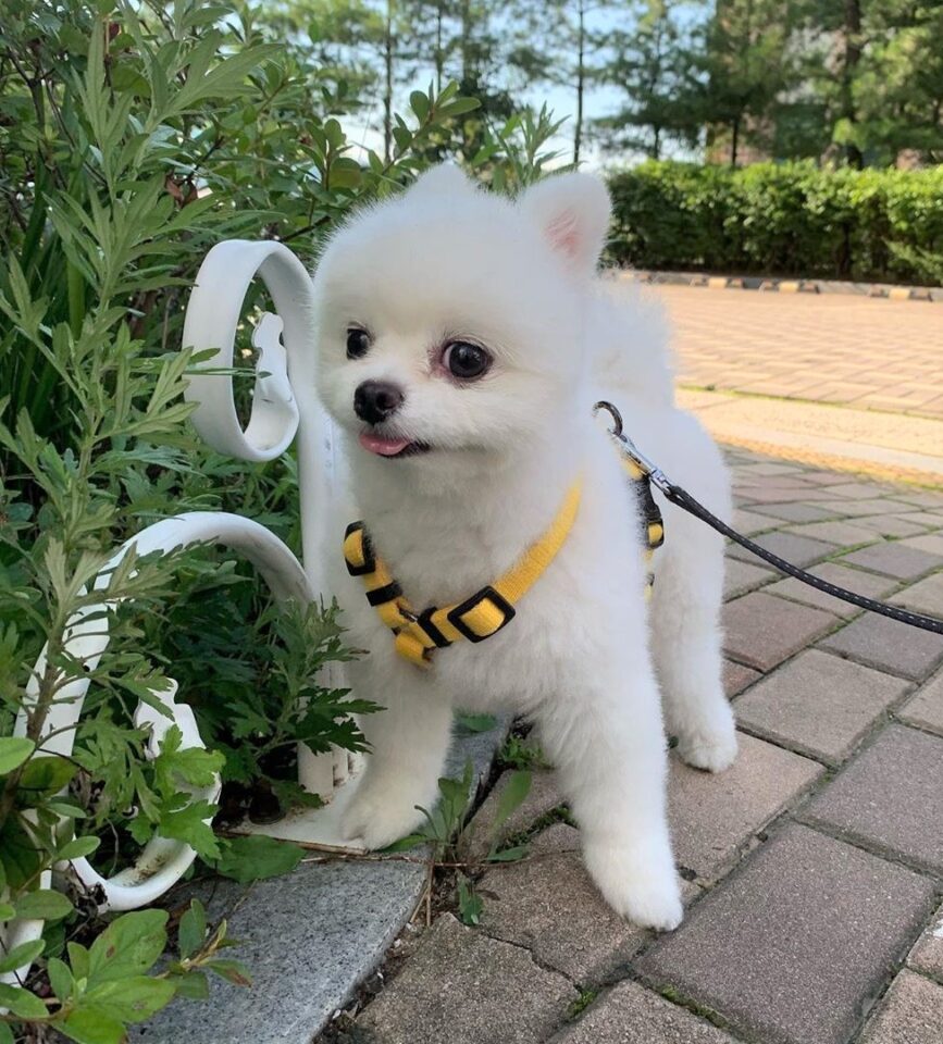 White Pomeranian: The Cutest Pomeranian Cotton Balls