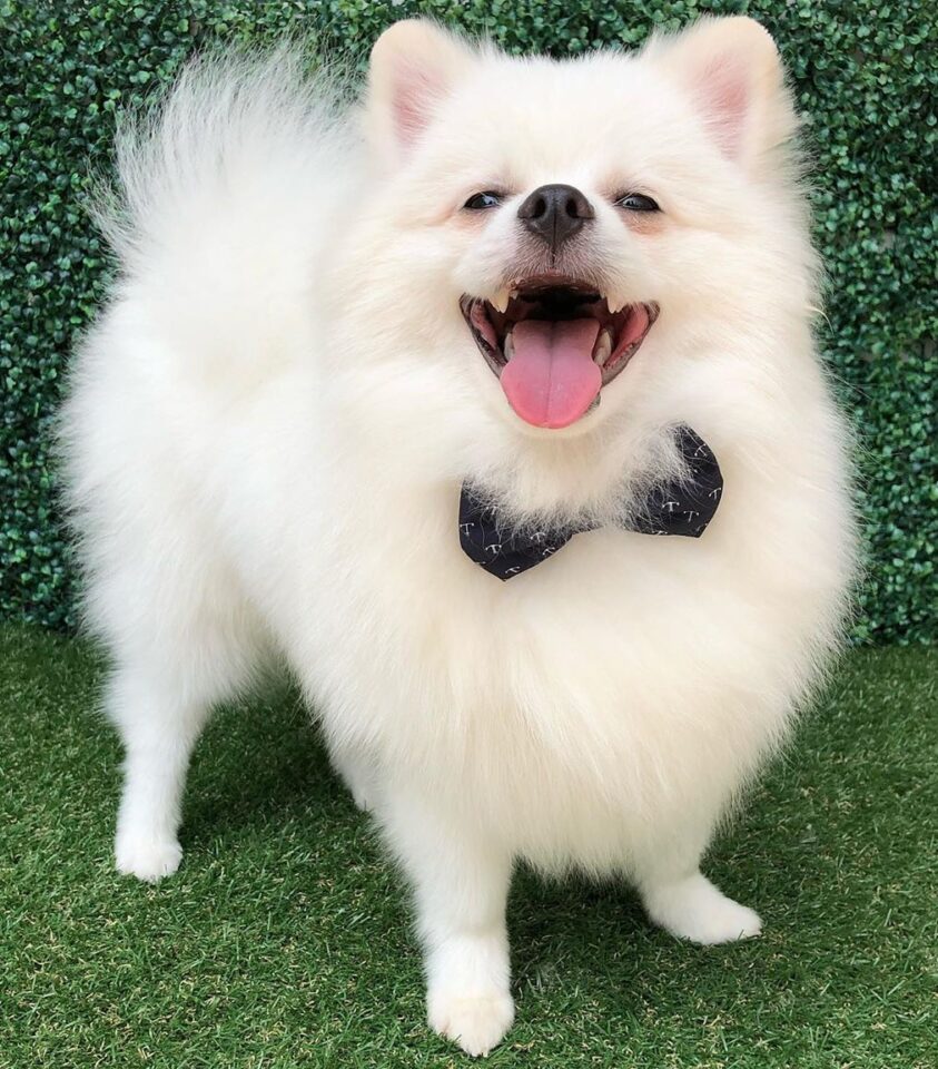 White Pomeranian: The Cutest Pomeranian Cotton Balls