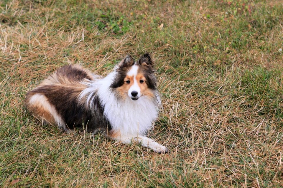 Miniature Collie: Things You Need to Know Before Getting One