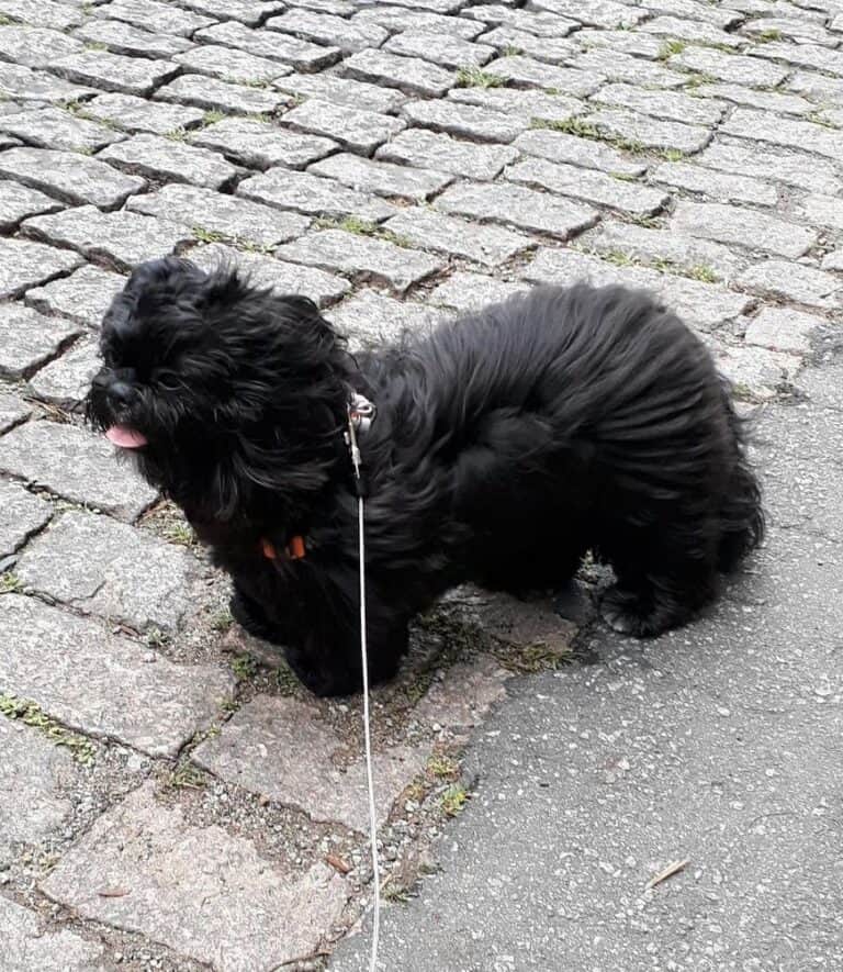 Black Shih Tzu: The Definitive Guide to the Cutest Black Dog