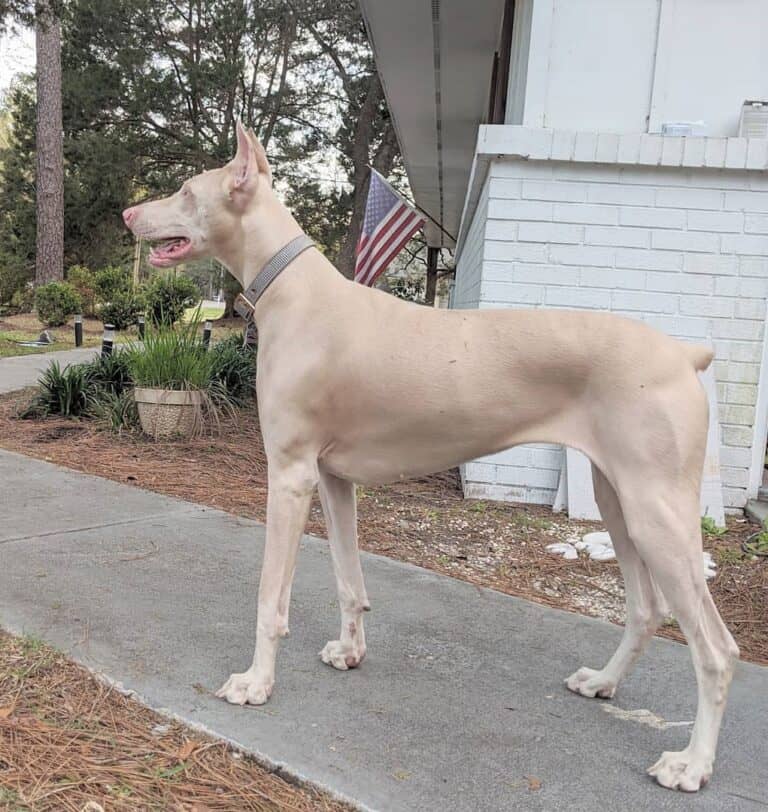 An In-Depth Comparison Between Albino and White Doberman