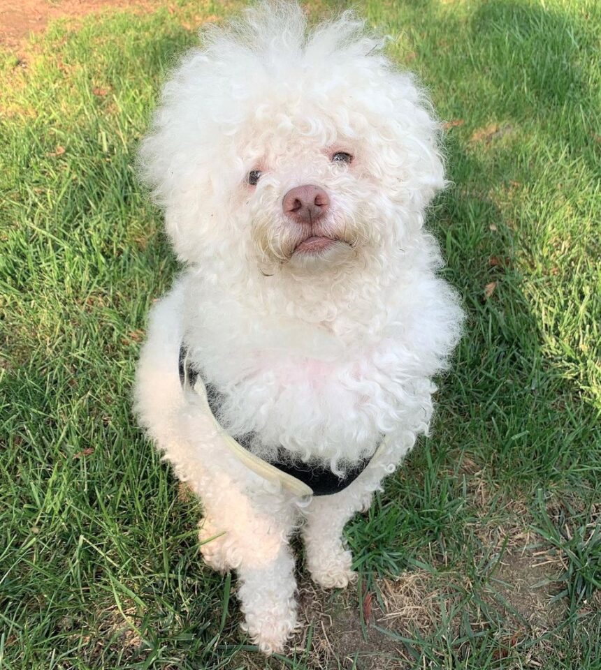 Poodle Colors: 31+ Poodle Coat Colors Explained (With Pictures)