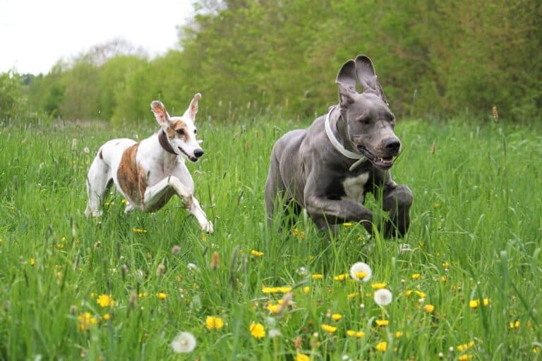 American vs. European Great Dane: What's the Difference?