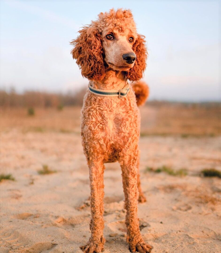 Poodle Colors: 31+ Poodle Coat Colors Explained (With Pictures)