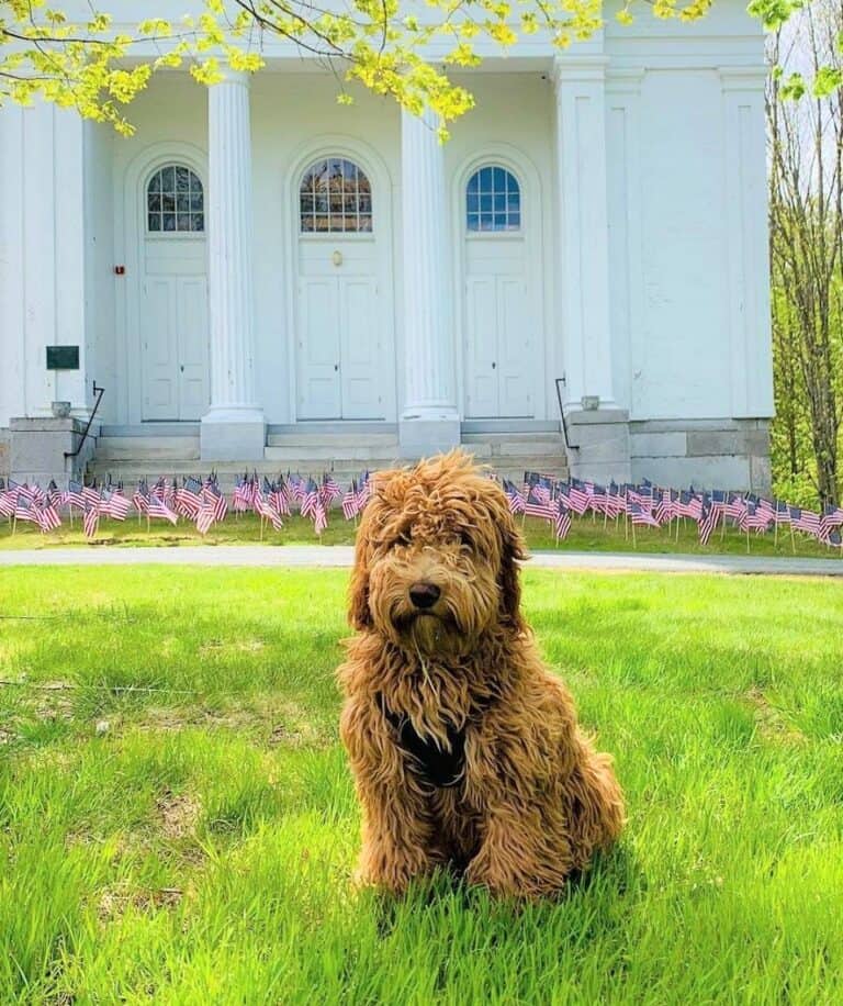 Woodle (Poodle & Welsh Terrier Mix): Facts, Pictures, and FAQ