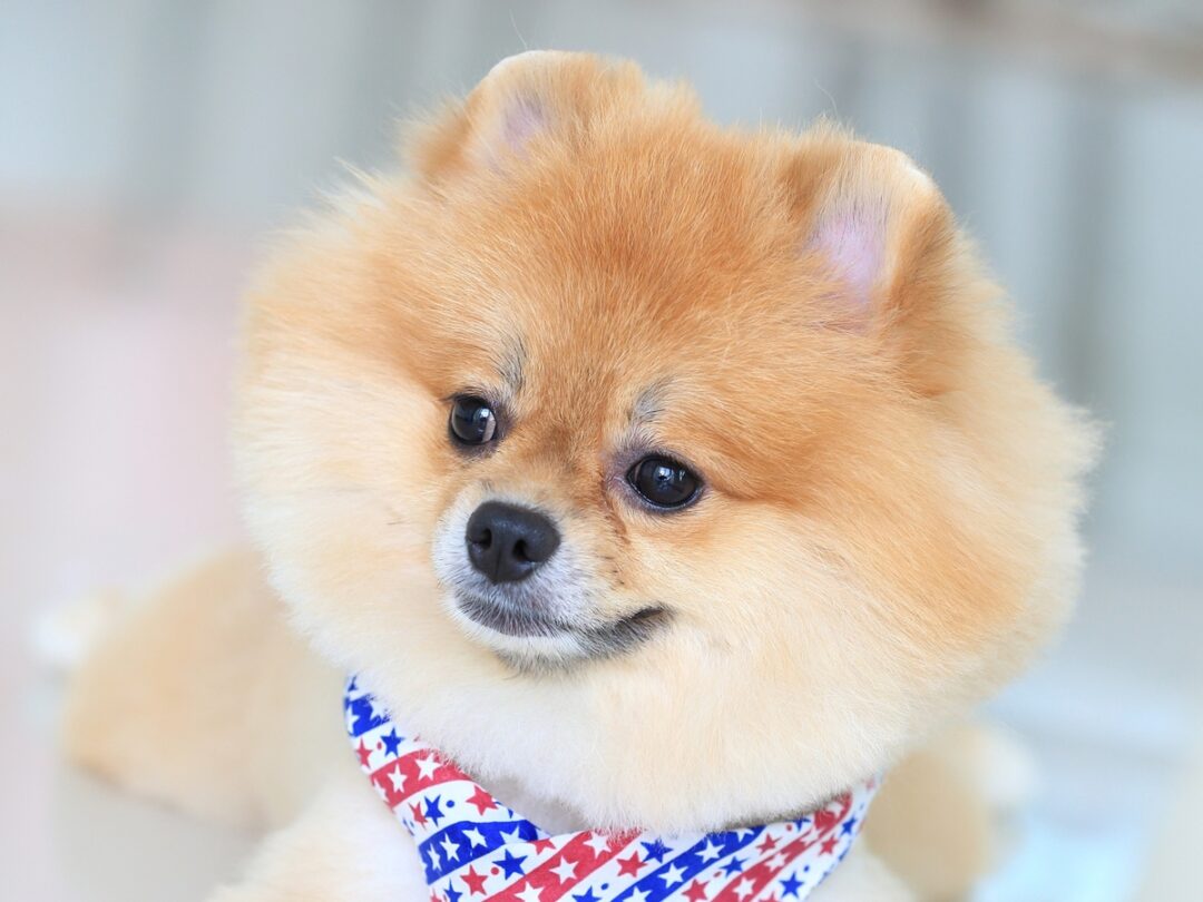 Teddy Bear Pomeranian: A Guide to This Cute Teddy Bear Dog