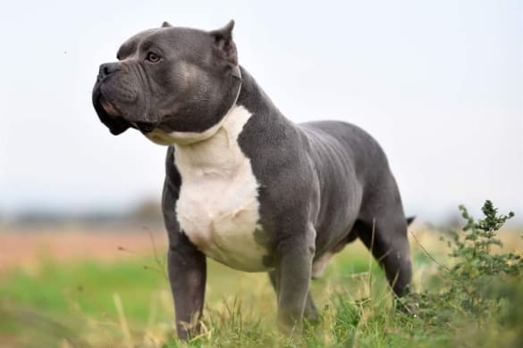 American Bully XL: Breed Info, Size & Care Guide