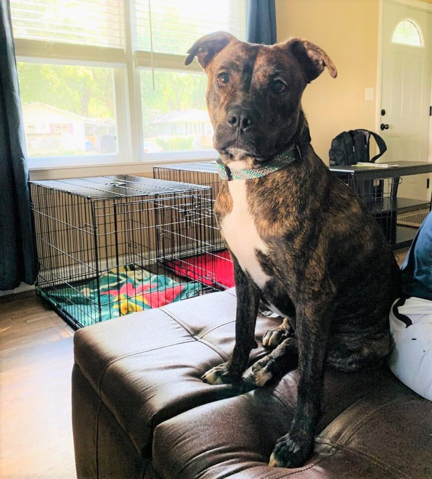 Pocket Pitbull: Are These Mini-Sized Pitbulls Right for You?