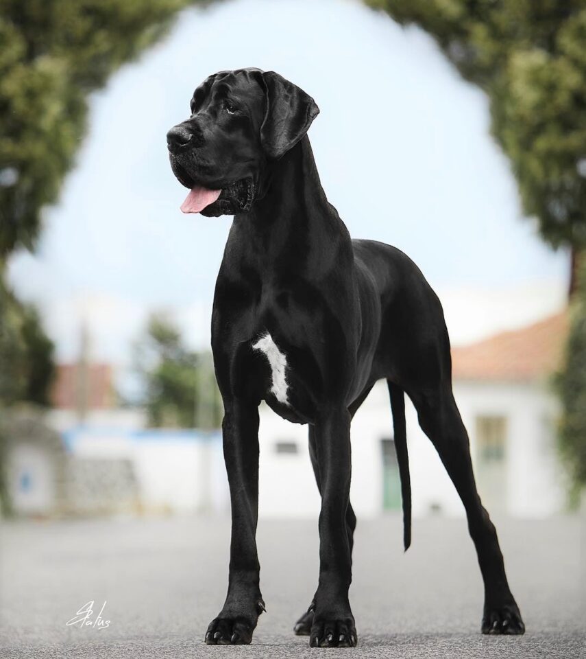 American vs. European Great Dane: What's the Difference?