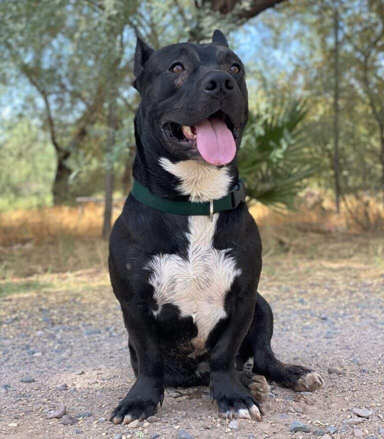 Pocket Pitbull: Are These Mini-Sized Pitbulls Right for You?