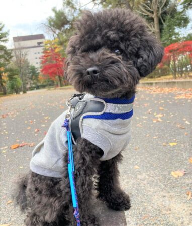 Poodle Colors: 31+ Poodle Coat Colors Explained (With Pictures)