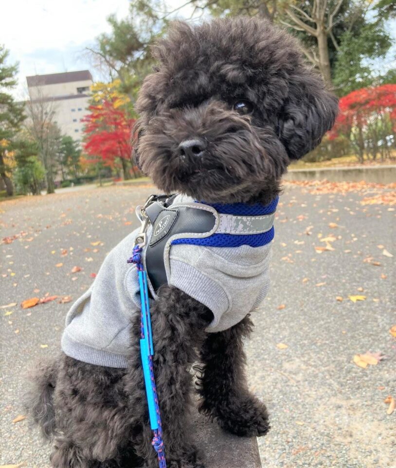 Poodle Colors: 31+ Poodle Coat Colors Explained (With Pictures)