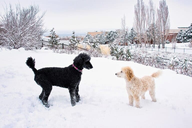 Poodle Colors: 31+ Poodle Coat Colors Explained (With Pictures)