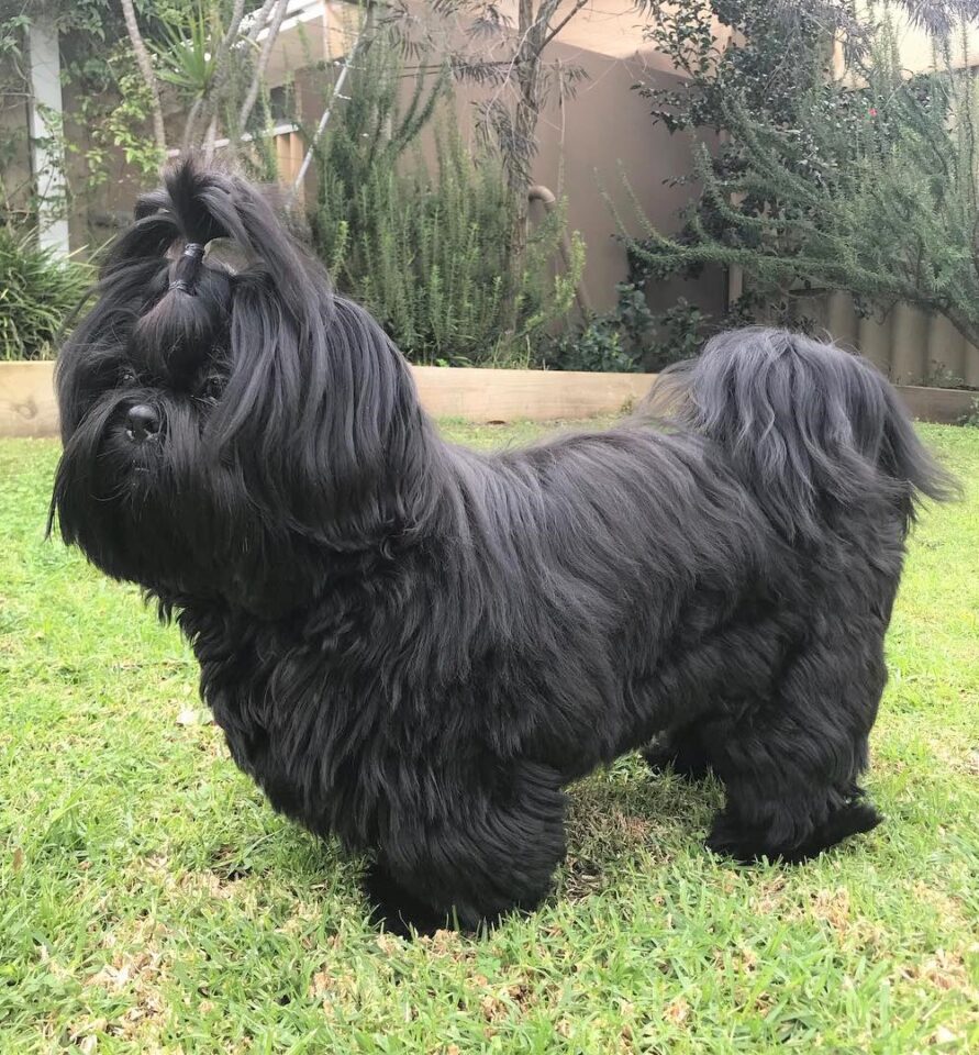 Black Shih Tzu: The Definitive Guide to the Cutest Black Dog