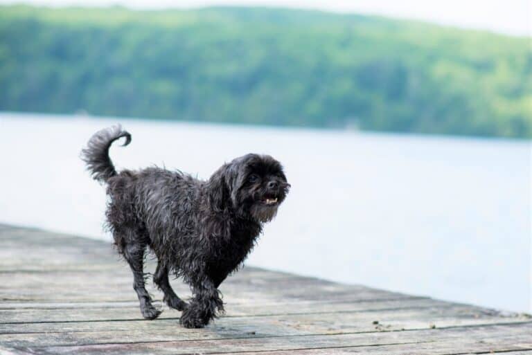 Black Shih Tzu: The Definitive Guide to the Cutest Black Dog