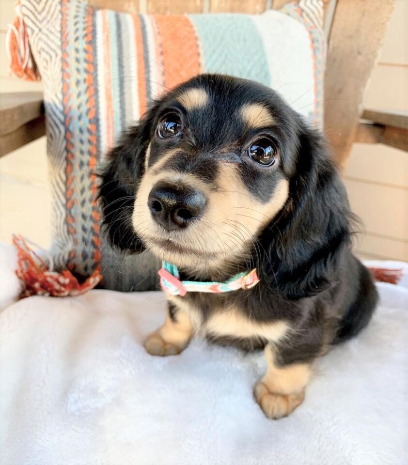 Long-Haired Miniature Dachshund: The Ultimate Purebred Icon
