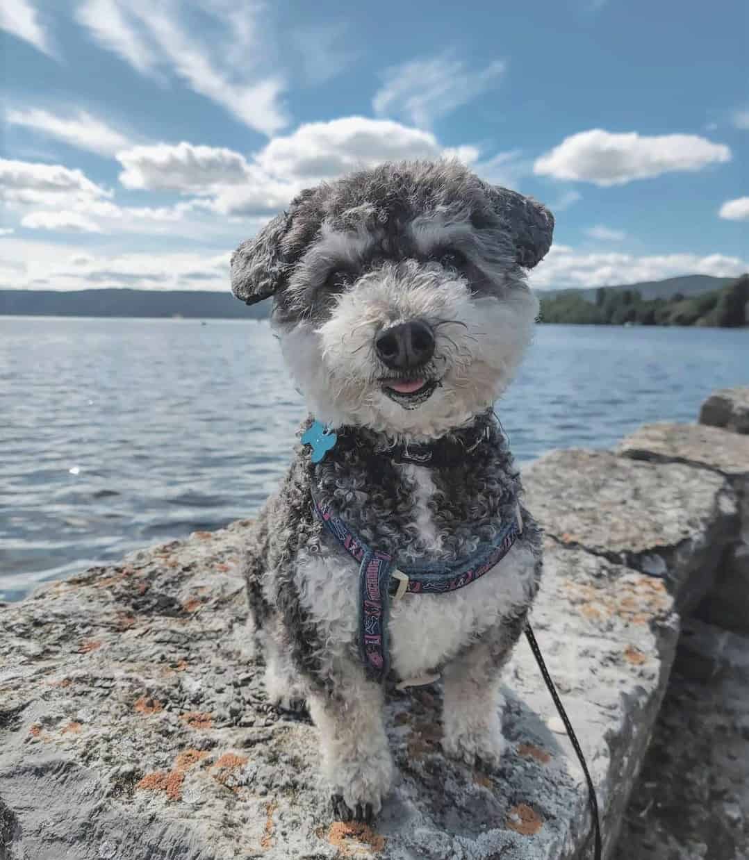 Poodle Colors: 31+ Poodle Coat Colors Explained (With Pictures)