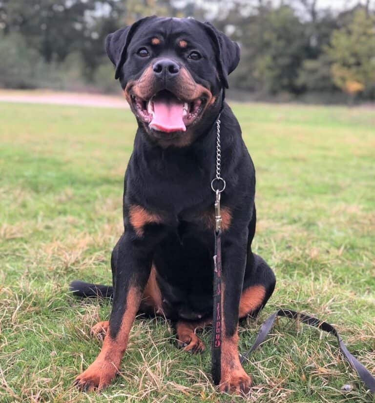 American vs. German Rottweiler: Which Is Right for You?