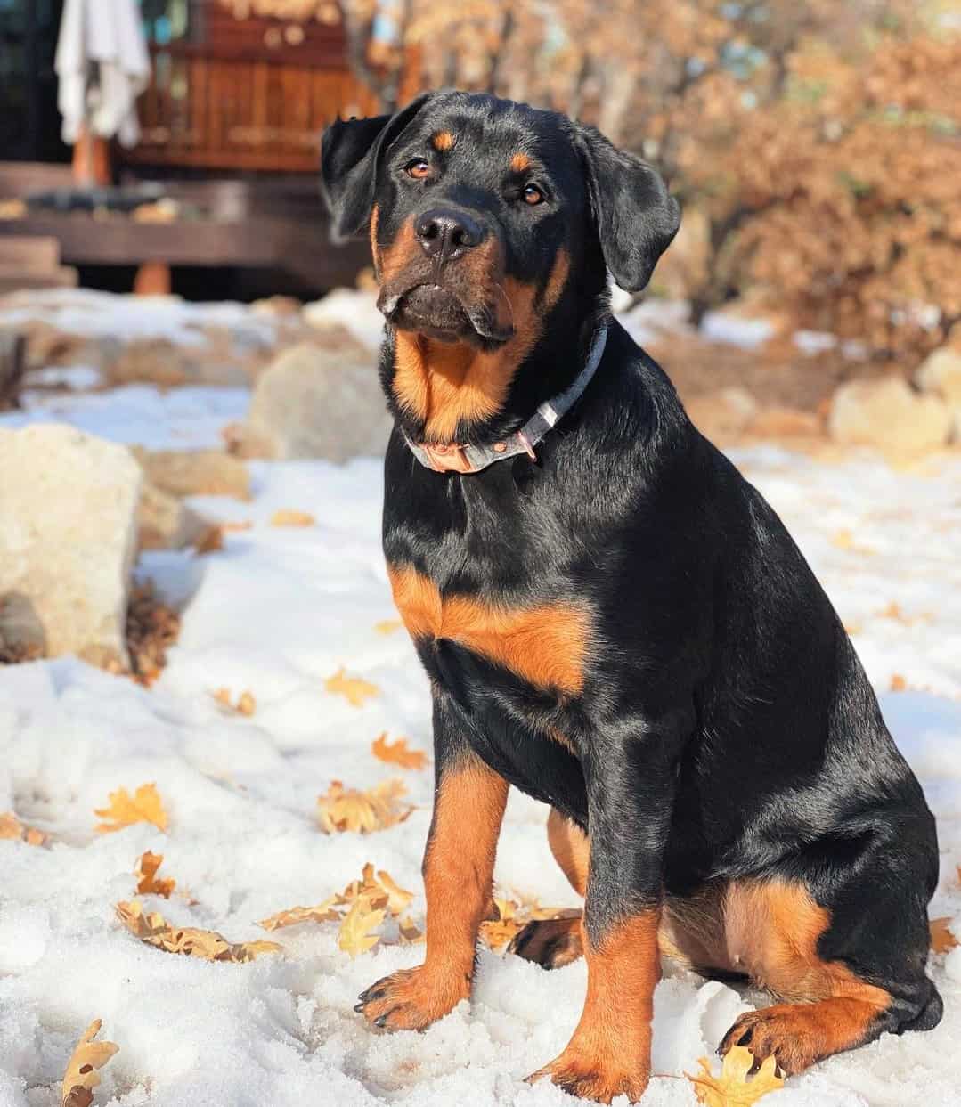 American vs. German Rottweiler: Which Is Right for You?