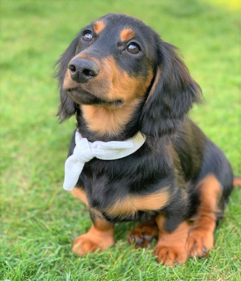 Long-Haired Miniature Dachshund: The Ultimate Purebred Icon