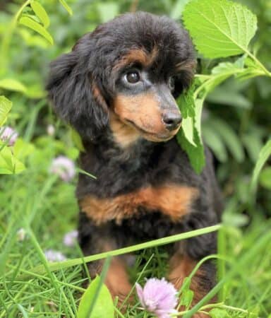 Poodle Colors: 31+ Poodle Coat Colors Explained (With Pictures)