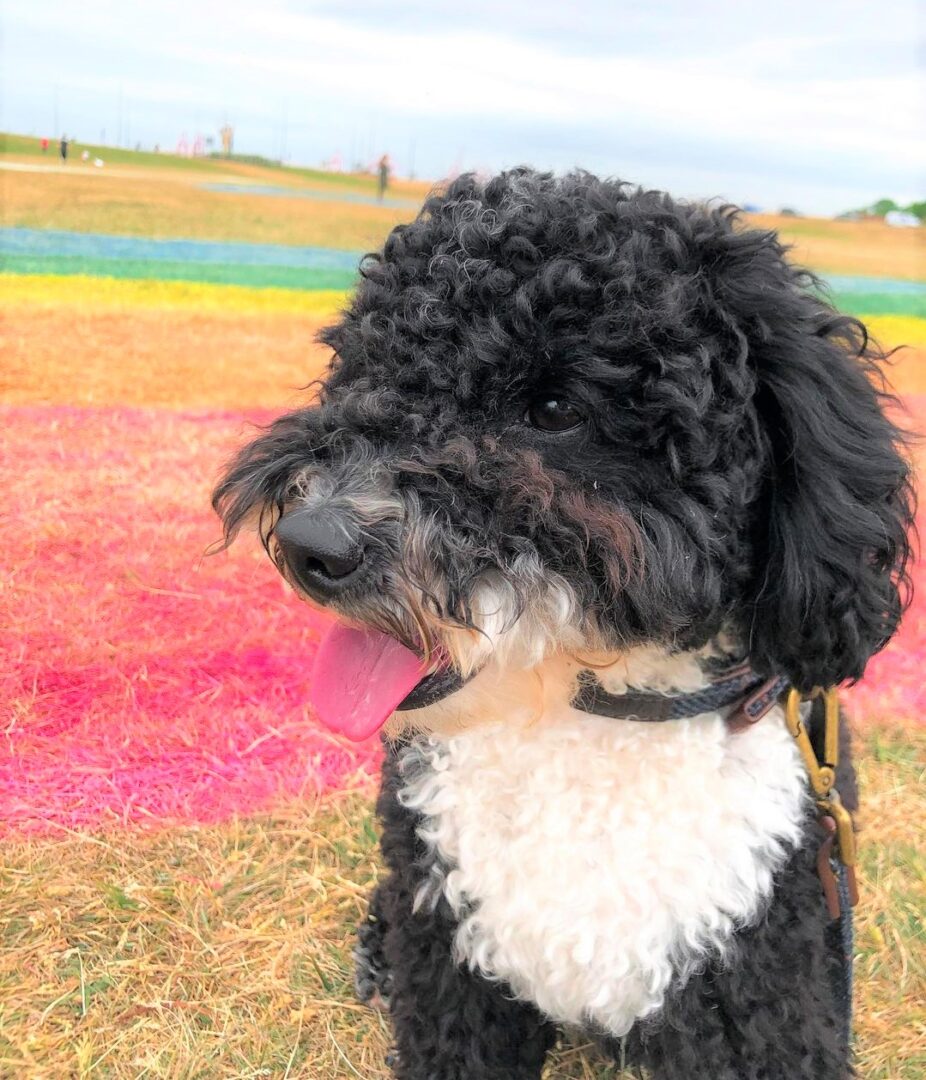 Poodle Colors: 31+ Poodle Coat Colors Explained (With Pictures)