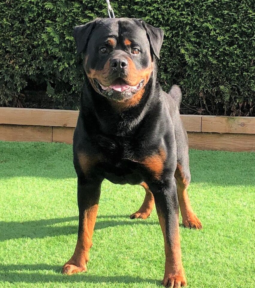 American vs. German Rottweiler: Which Is Right for You?