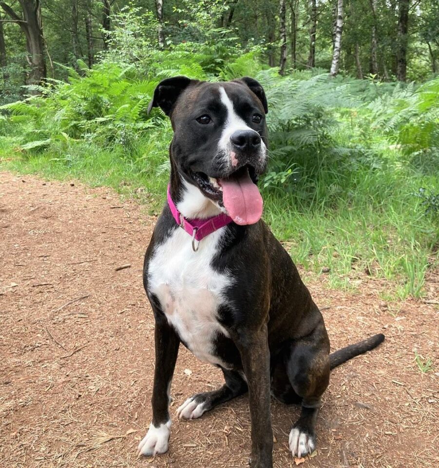 Pitbull Colors: 23 Coat Color Variations Explained (With Pictures)