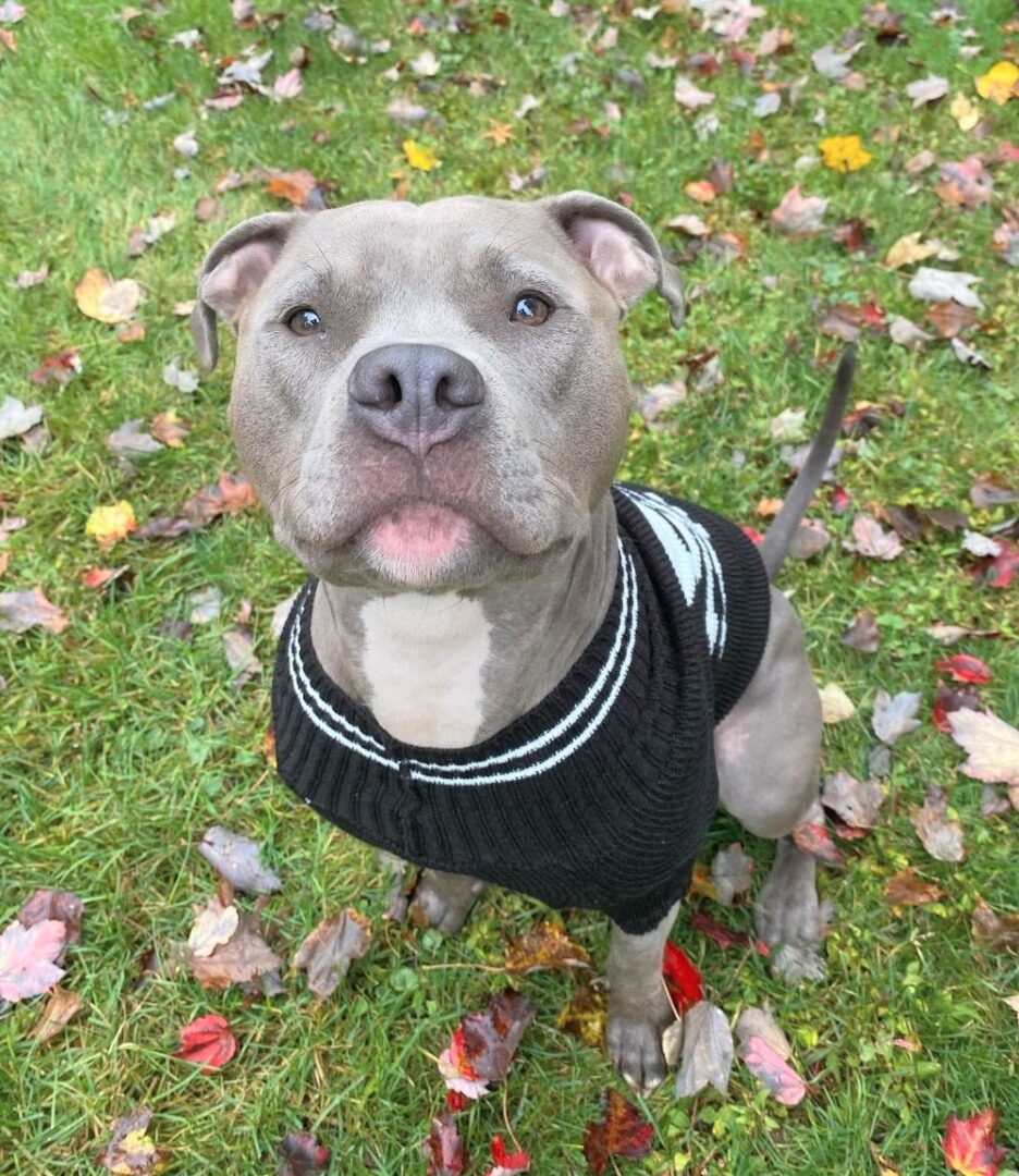 Pitbull Colors: 23 Coat Color Variations Explained (With Pictures)