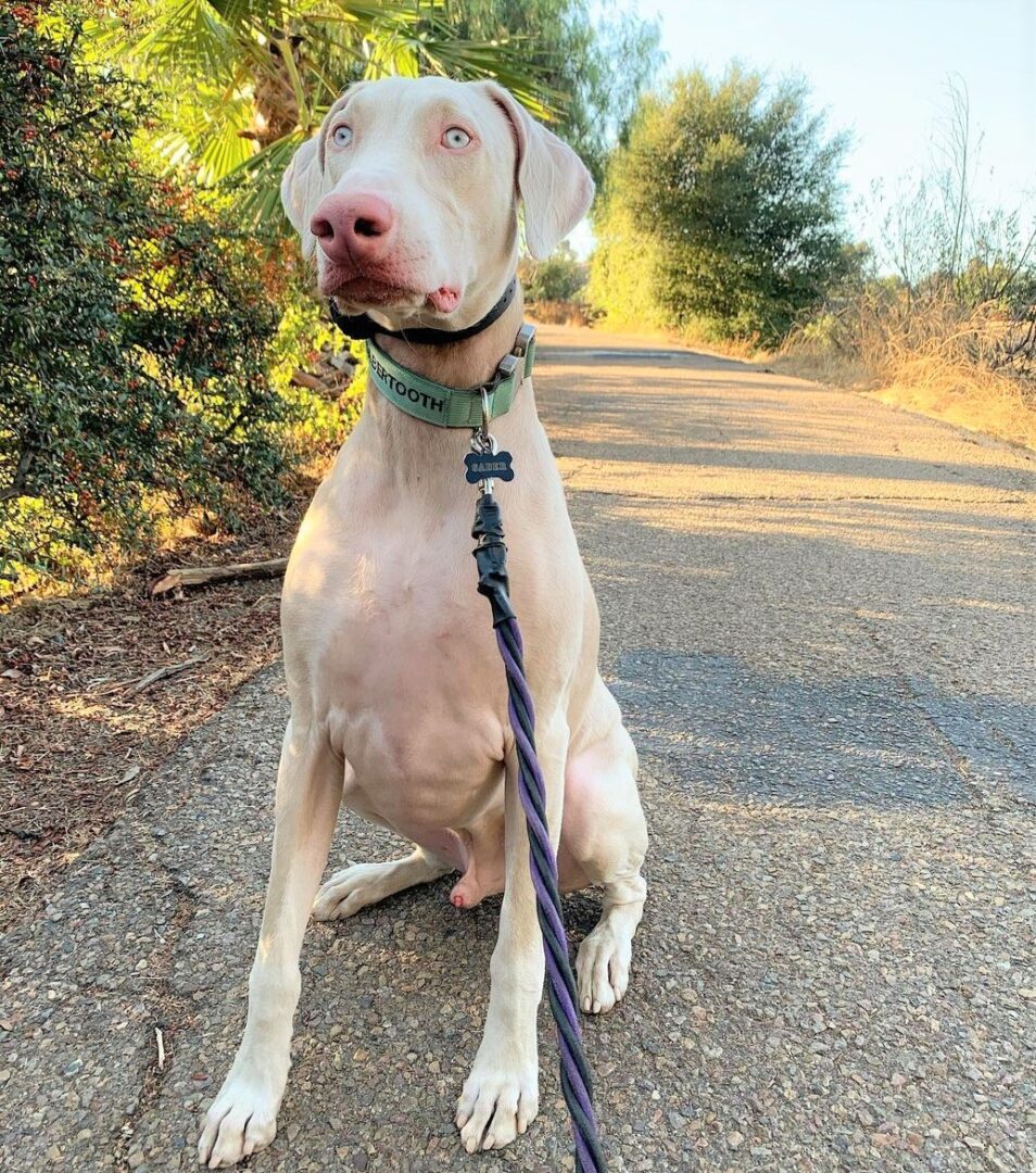 An In-Depth Comparison Between Albino and White Doberman