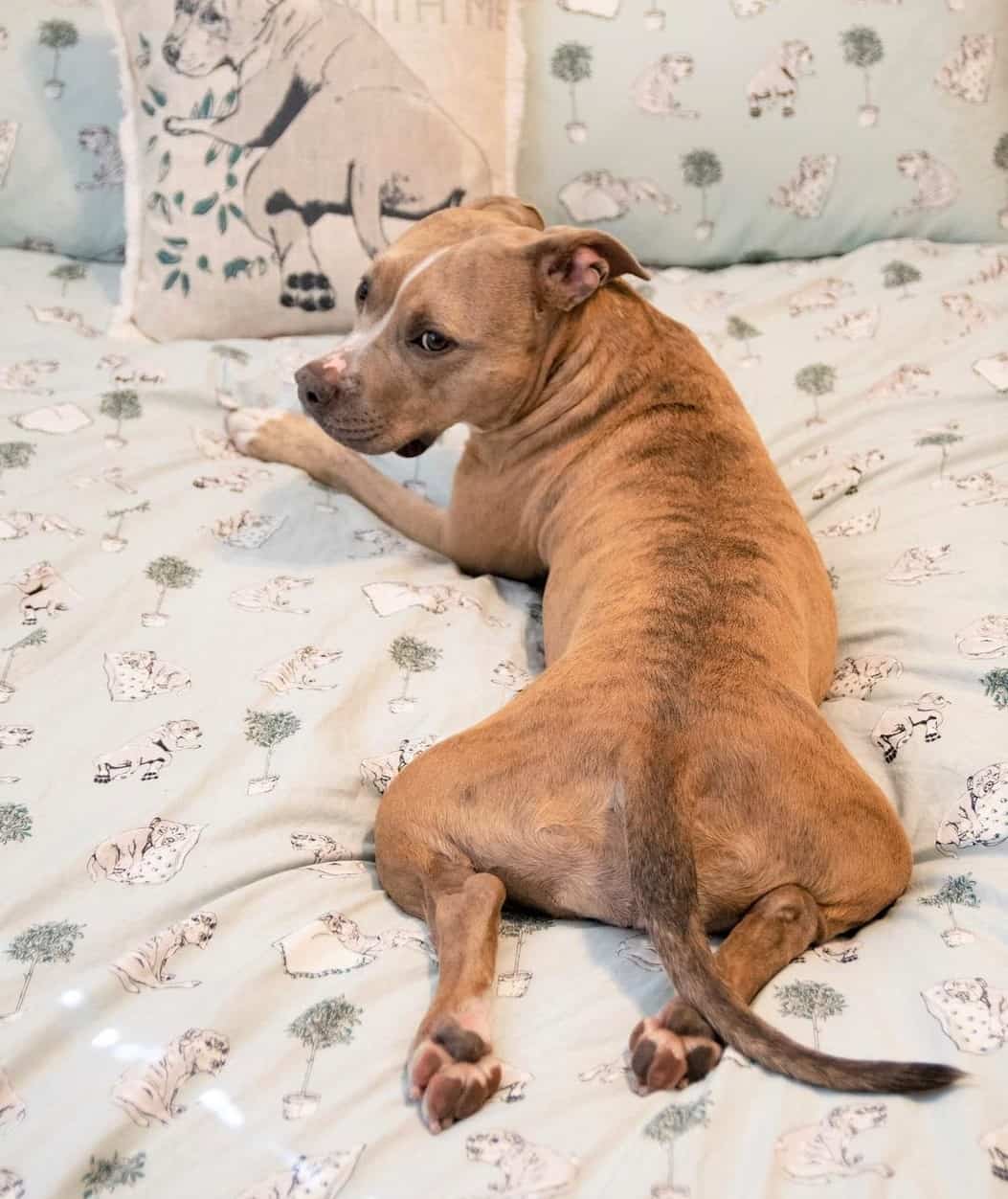 Pitbull Colors: 23 Coat Color Variations Explained (With Pictures)