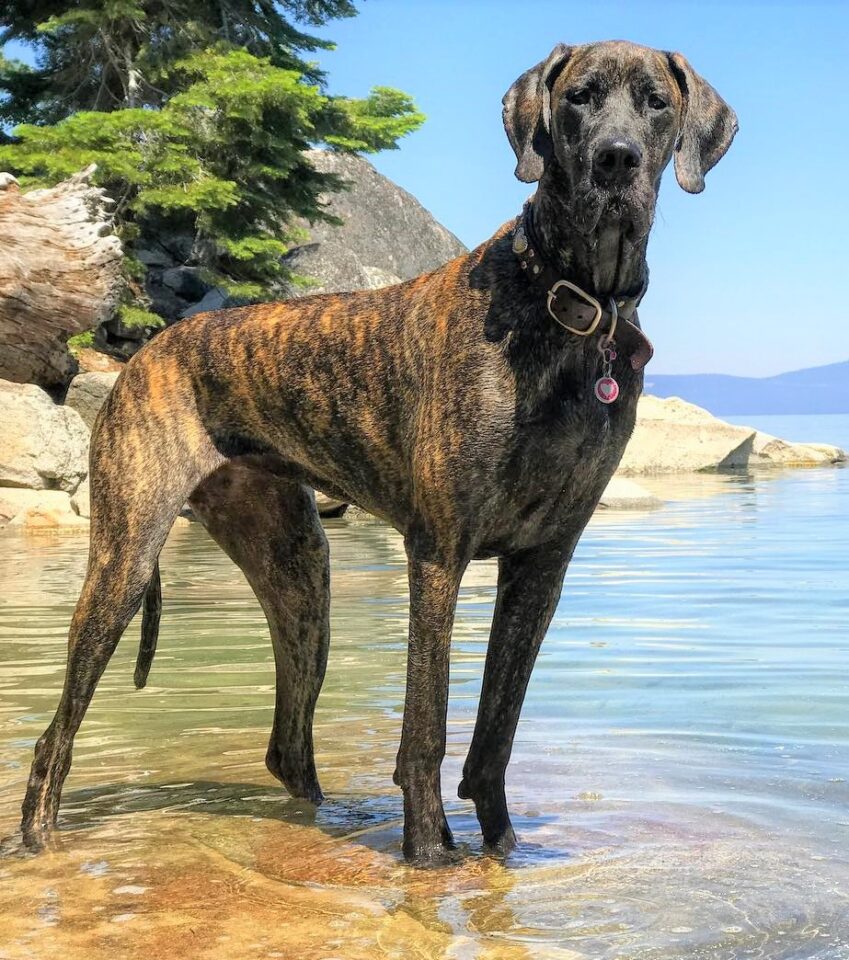 American vs. European Great Dane: What's the Difference?