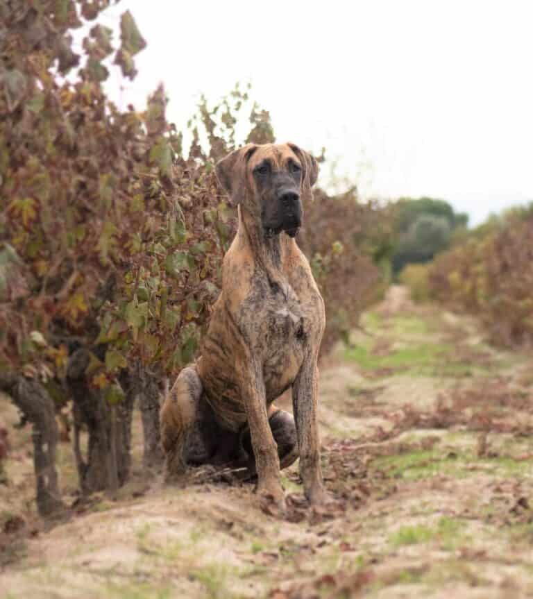 American vs. European Great Dane: What's the Difference?