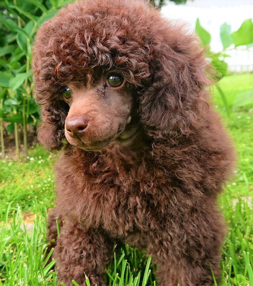 Poodle Colors: 31+ Poodle Coat Colors Explained (With Pictures)