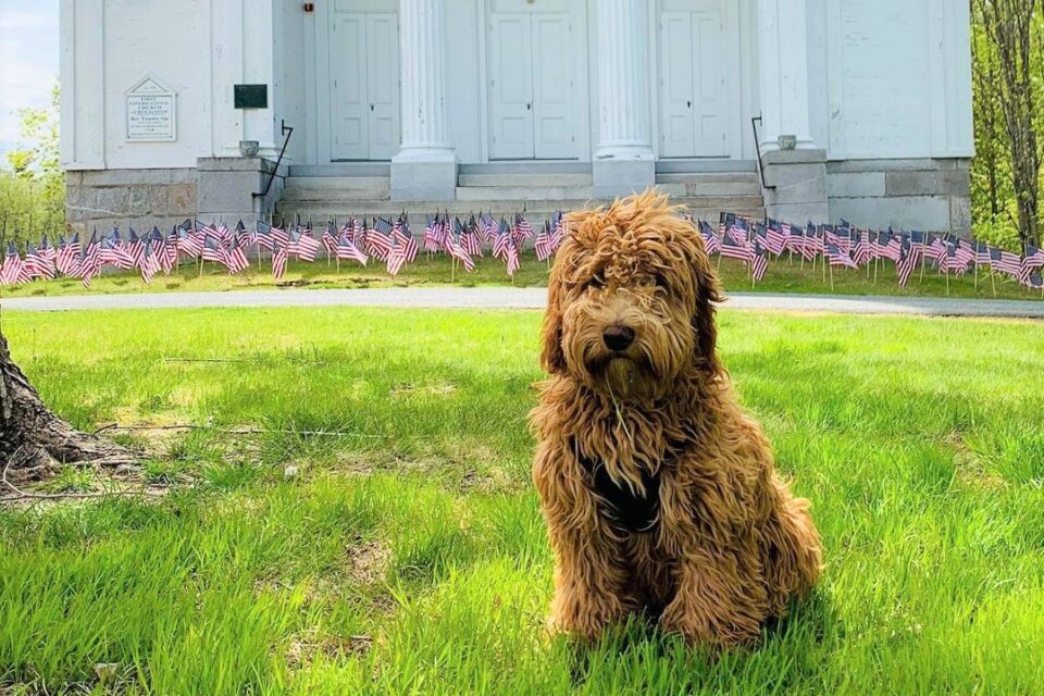 Woodle (Poodle & Welsh Terrier Mix): Facts, Pictures, and FAQ