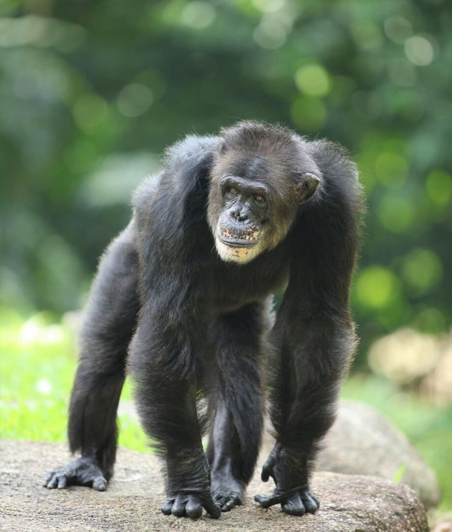 Buying a Pet Monkey: How Much Does a Baby Monkey Cost?