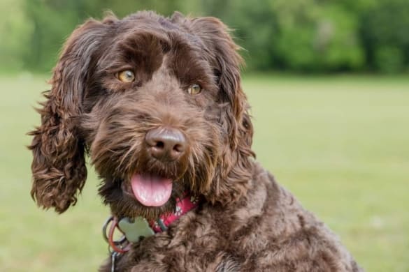 The Chocolate Labradoodle: Your Complete Guide