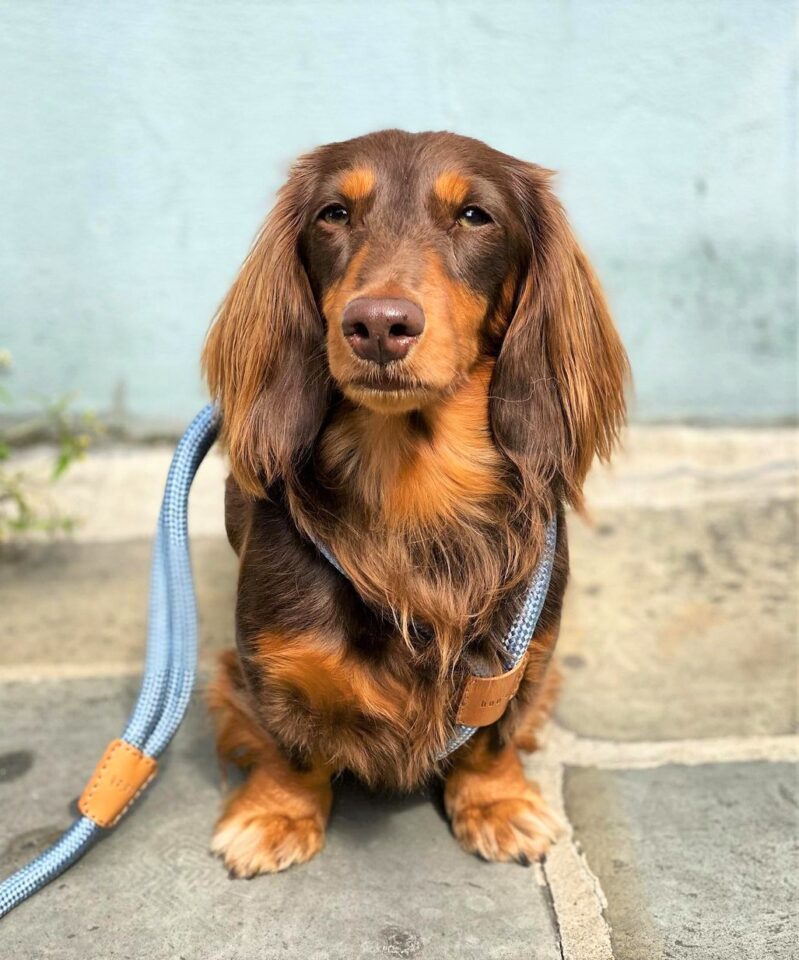 Long-Haired Miniature Dachshund: The Ultimate Purebred Icon