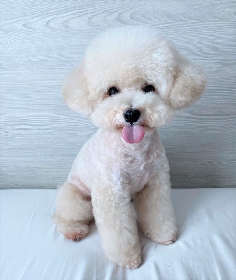 Poodle Colors: 31+ Poodle Coat Colors Explained (With Pictures)