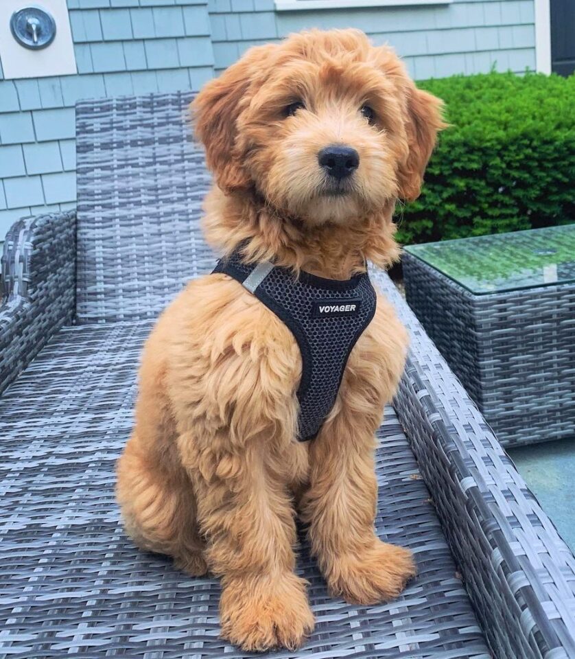 F1 vs. F1B Goldendoodle: An In-Depth Side-by-Side Comparison