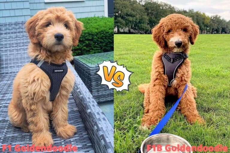 F1 vs. F1B Goldendoodle: An In-Depth Side-by-Side Comparison