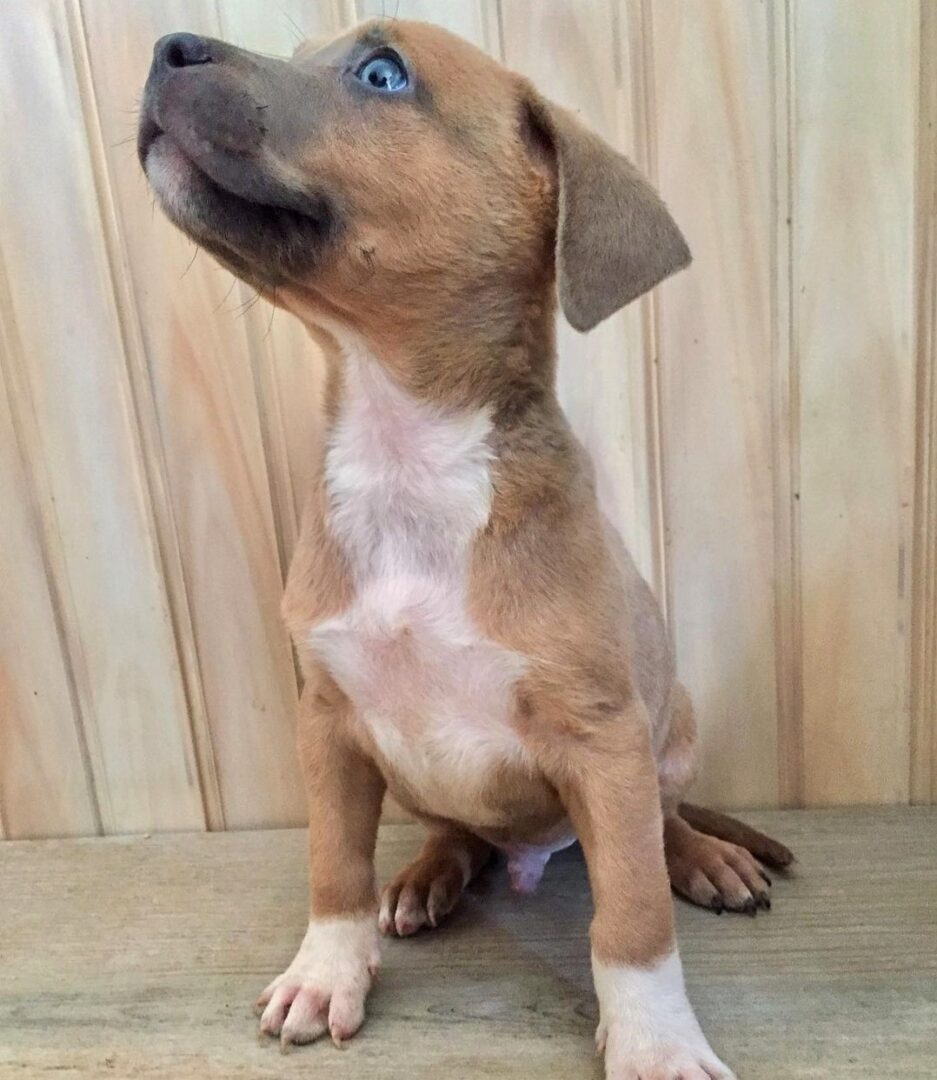 Pitbull Colors: 23 Coat Color Variations Explained (With Pictures)