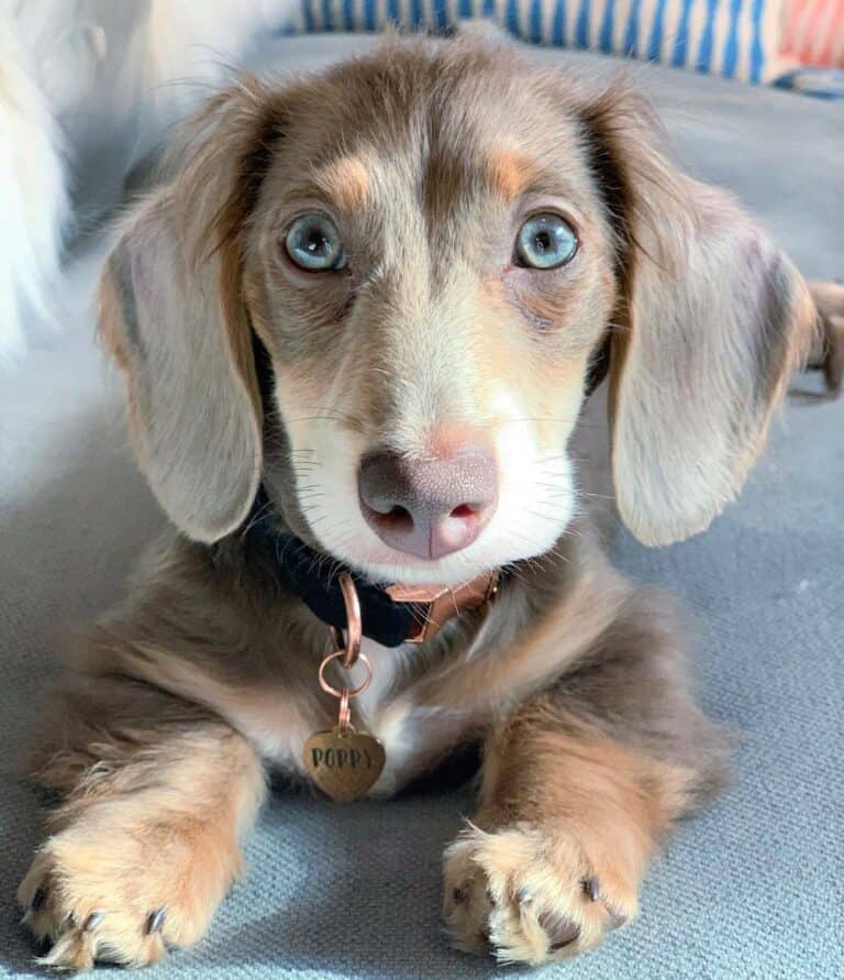 Long-Haired Miniature Dachshund: The Ultimate Purebred Icon
